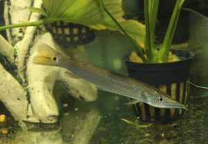 Hujeta Hechtsalmler - Ctenolucius hujeta - AMAZONASBECKEN.eu