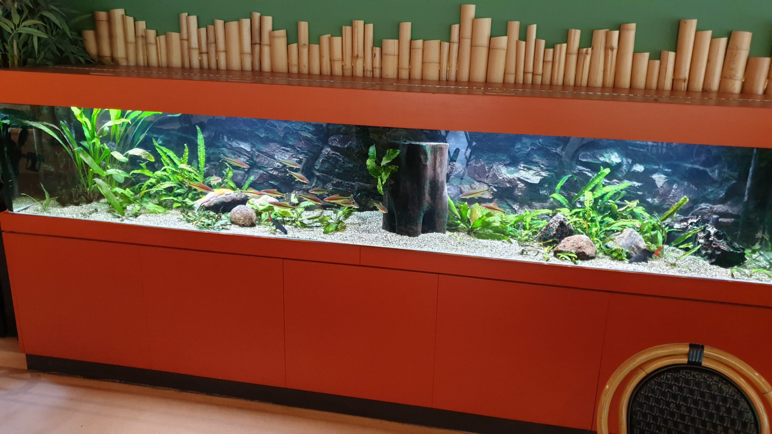 Galerie: Zoo Rostock 2019 | AMAZONASBECKEN.eu