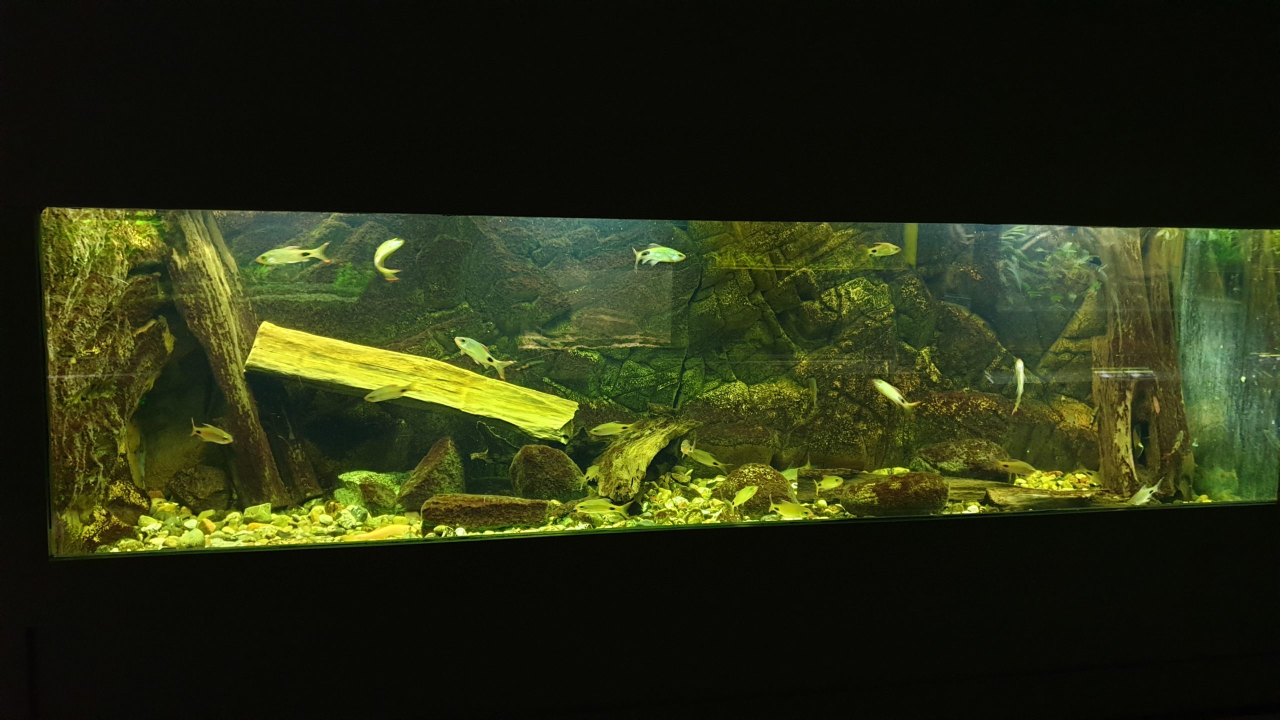 Galerie: Zoo Rostock 2019 | AMAZONASBECKEN.eu