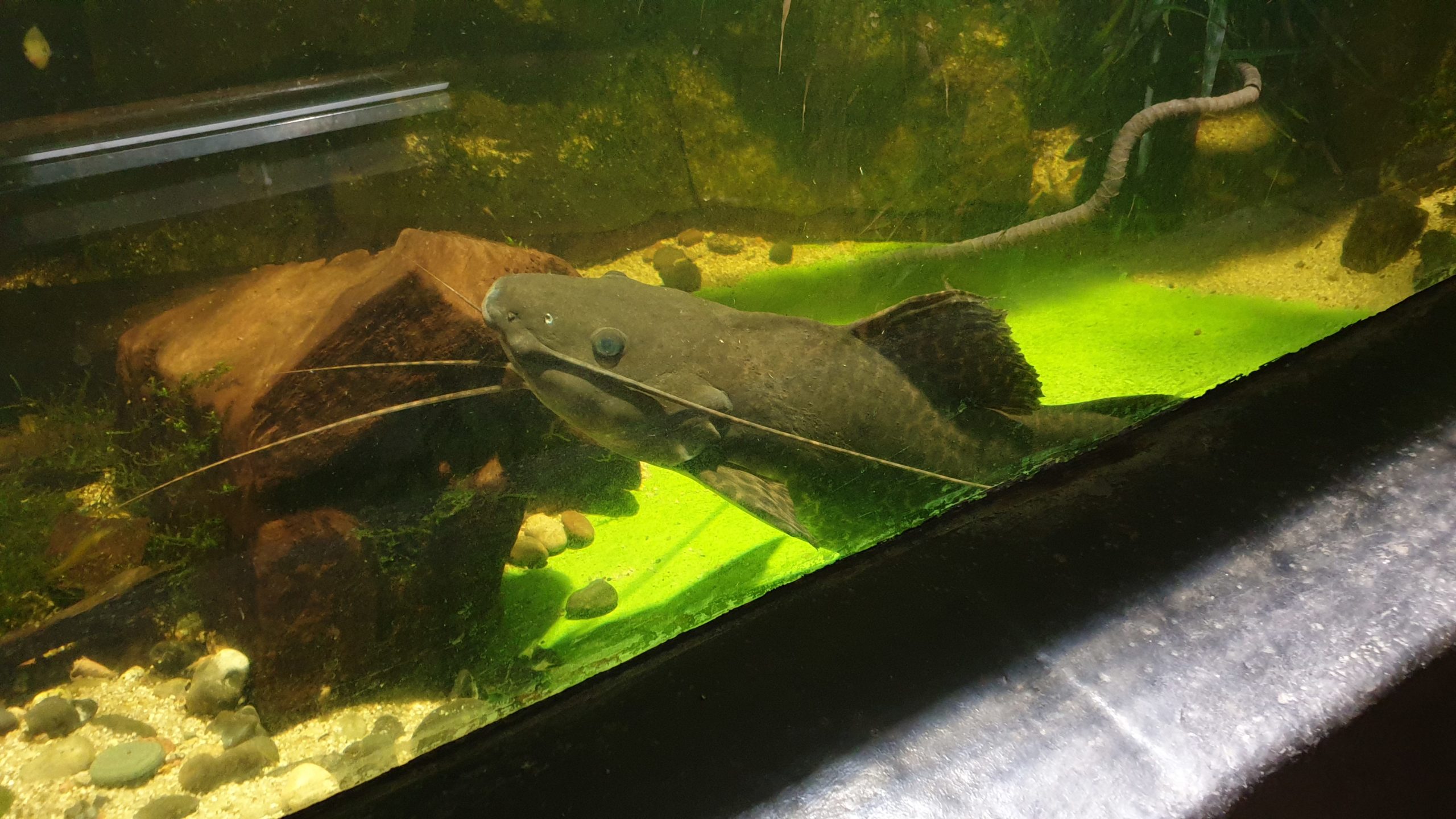 Galerie: Zoo Rostock 2019 | AMAZONASBECKEN.eu