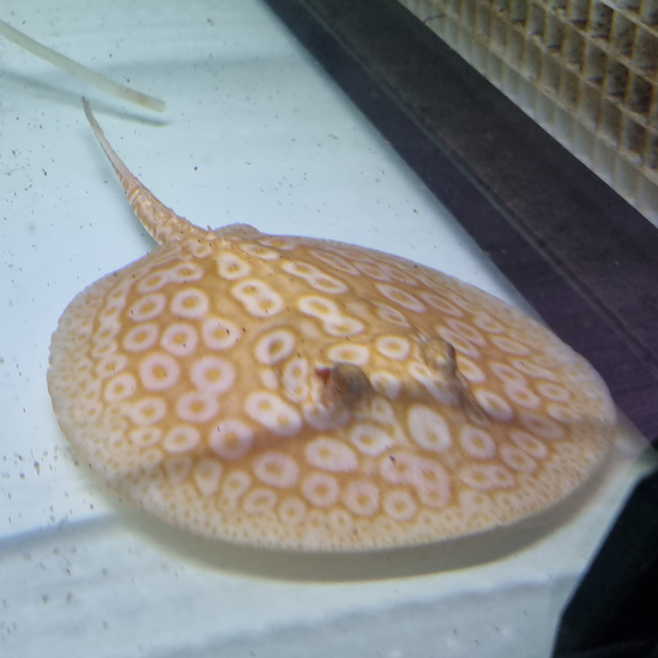 Rochen kaufen Archive - AMAZONASBECKEN.eu